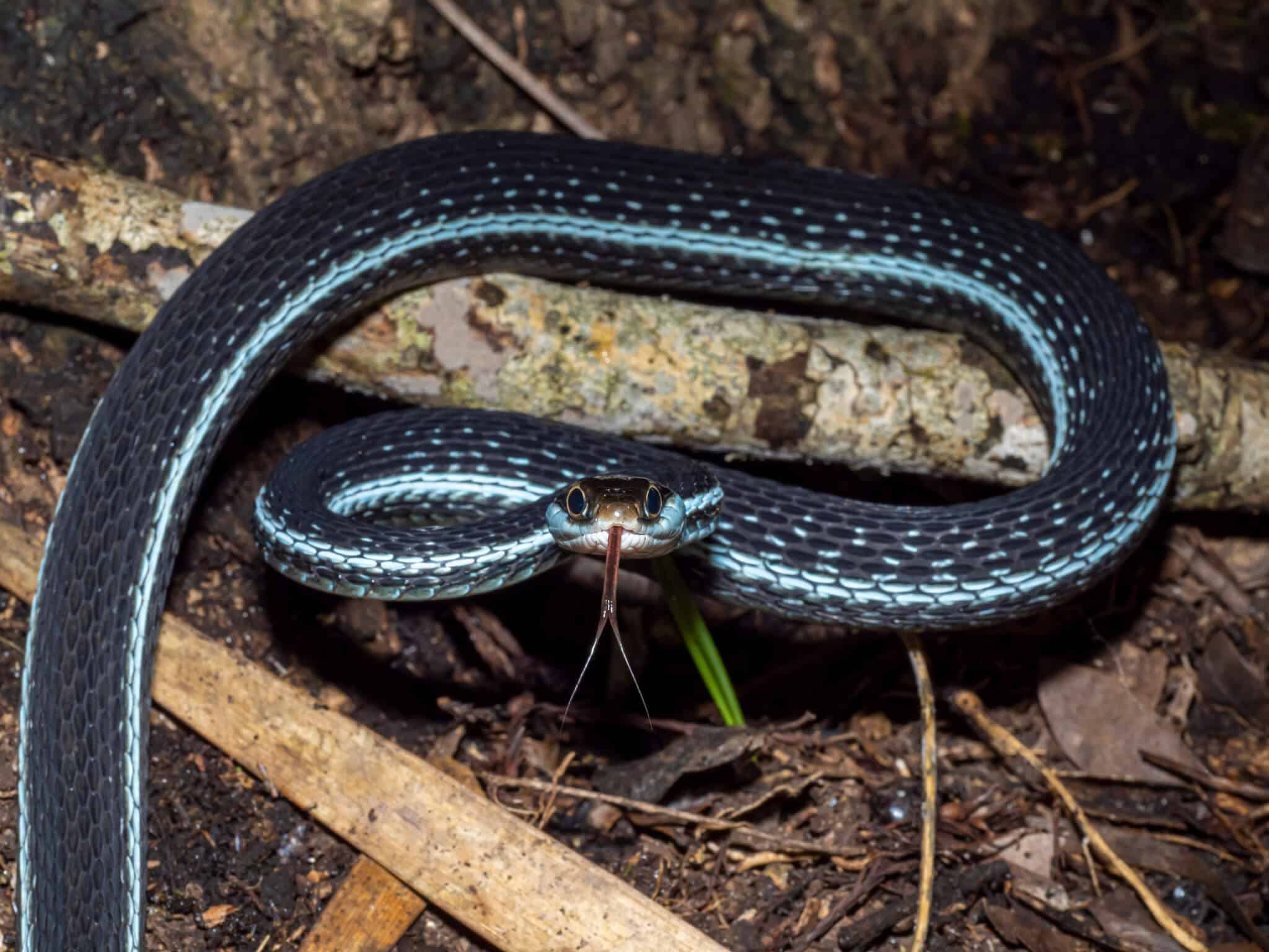 20 Amazing Blue Snakes in The World (with Pictures)