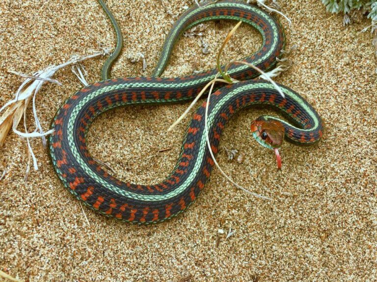 Are There Blue Snakes? 13 Blue Snakes in The World (with Pictures)