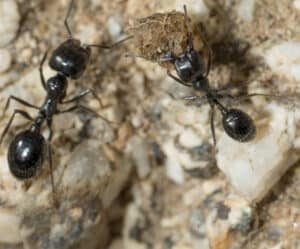 19 Common Ants in California (with Pictures)