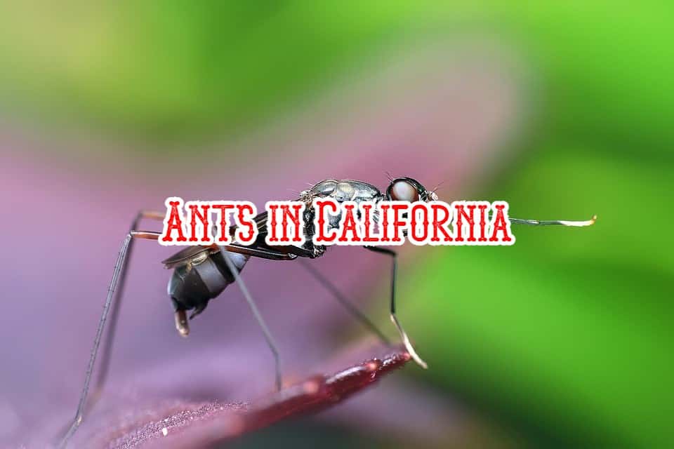 19 Common Ants in California (with Pictures)