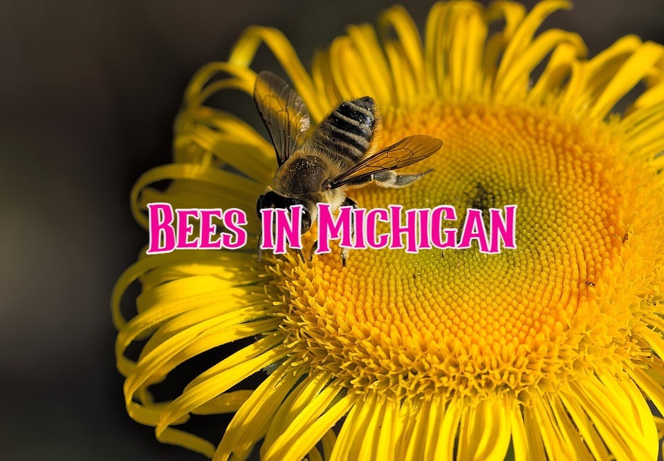 26 Common Bees in Michigan (with Pictures)