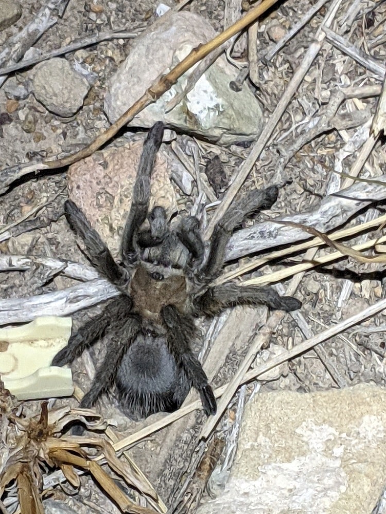 33 Types of Black Spiders - Identification Guide