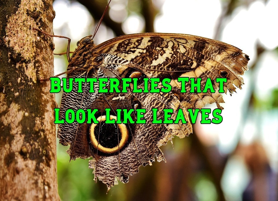 13 Butterflies That Look Like Leaves (with Pictures)