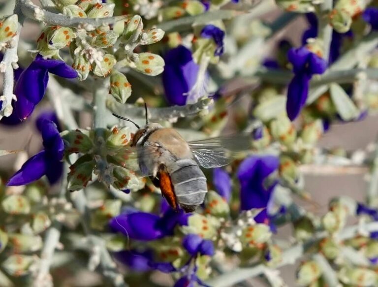 24 Common Bees in Arizona (Pictures and Identification)