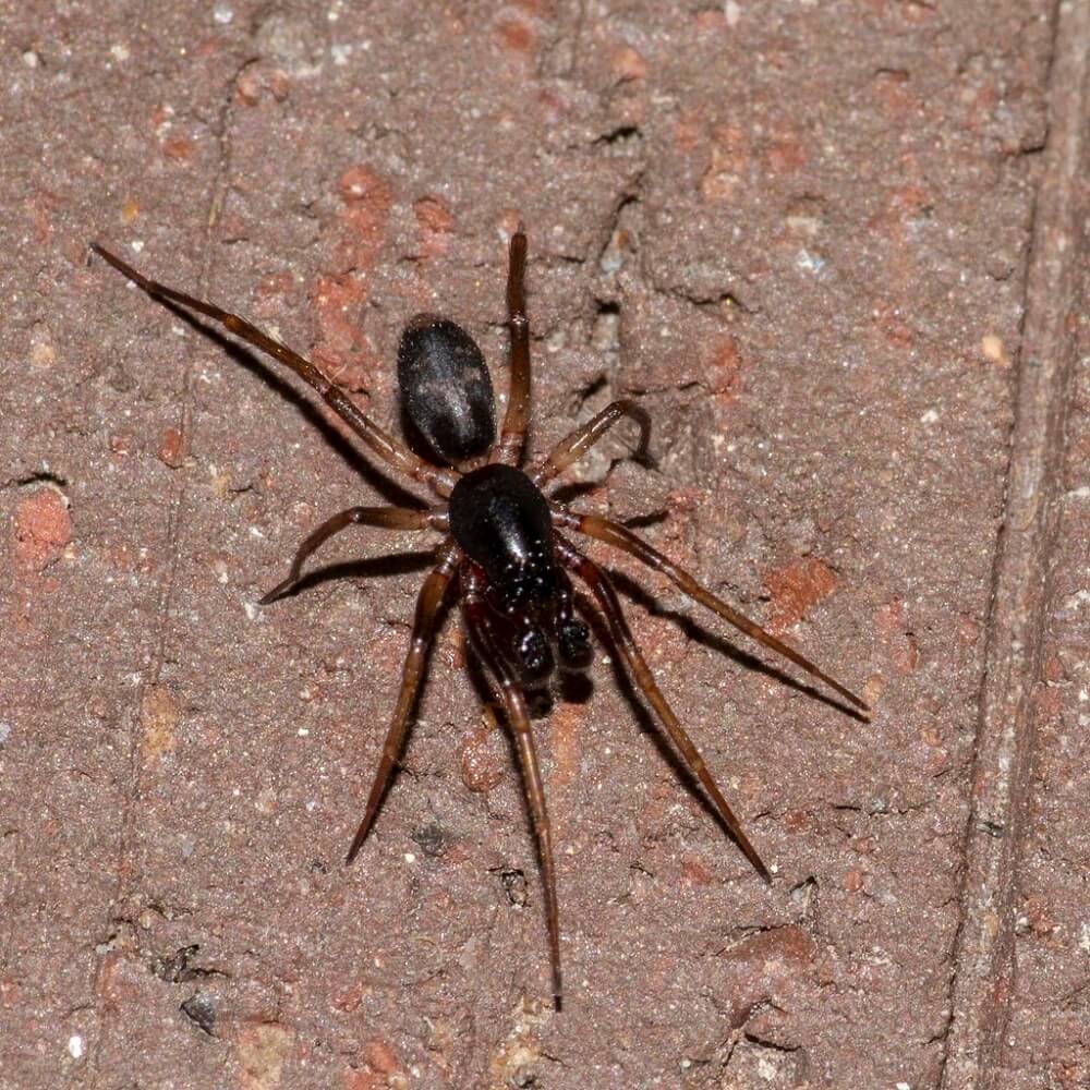 33 Types of Black Spiders - Identification Guide