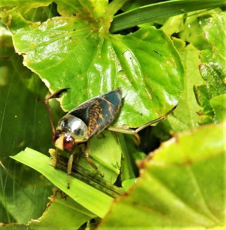 24 Types of Water Bugs (Pictures and Identification)