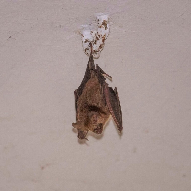 20 Types Of Bats (Pictures and Identification Guide)