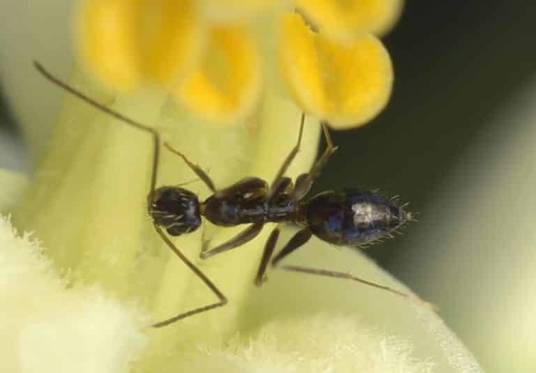 Types of Black Ants (with Pictures) - Identification Guide