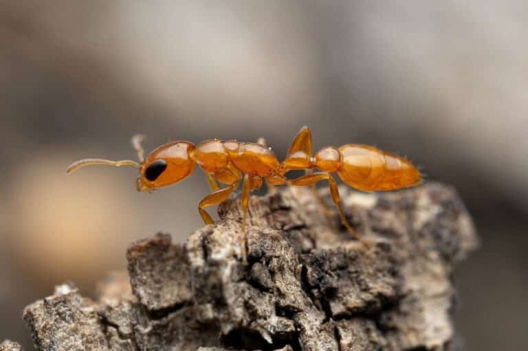 24 Common Ants in Texas (with Pictures)