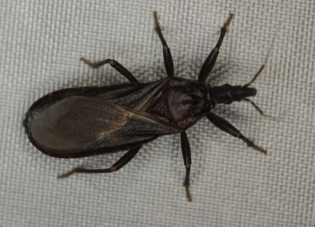 11 Bugs That Look Like Kissing Bugs (but They Aren't)
