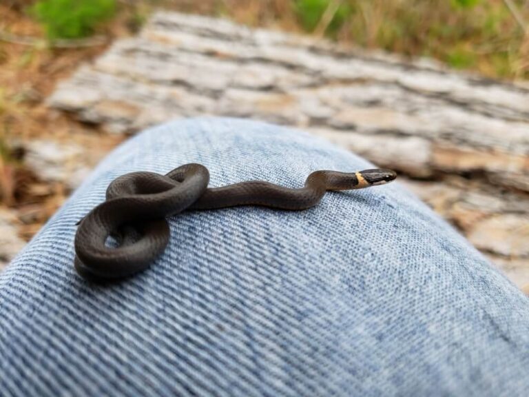 64 Snakes in Alabama (Pictures and Identification)