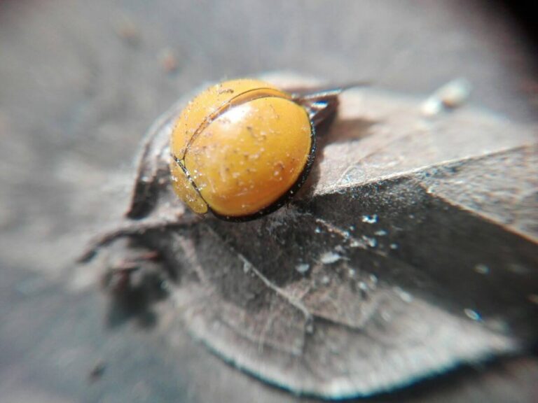Yellow Ladybugs: Types, Spiritual Meaning, Bite, and More