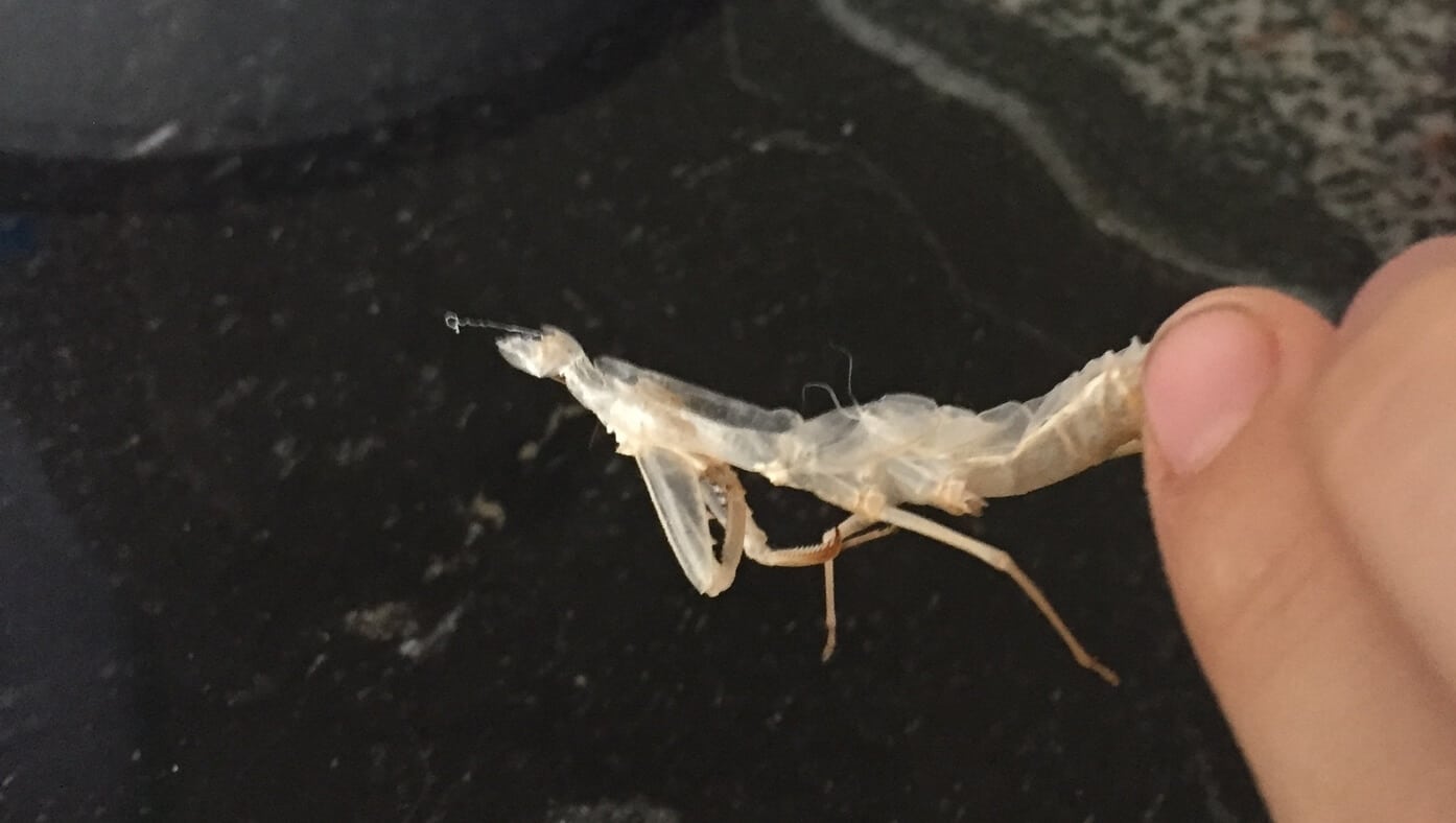 Praying Mantis Molting: Everything You Should Know