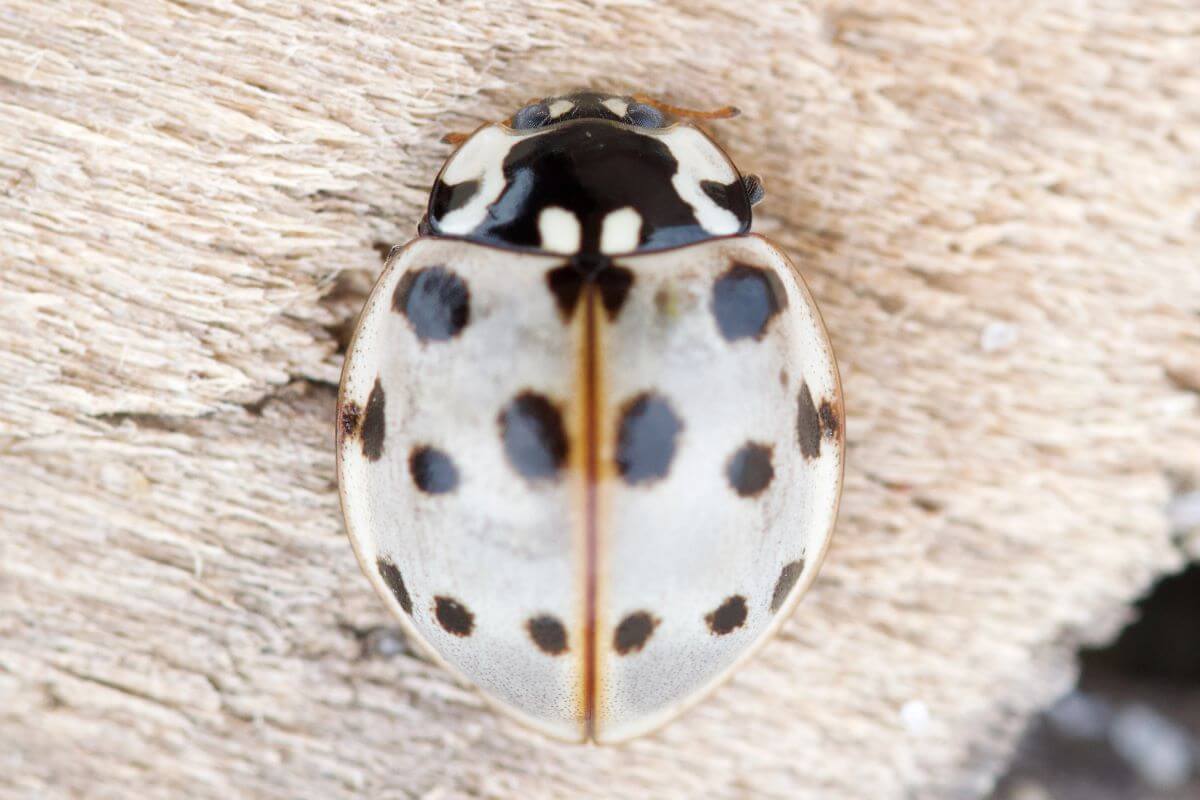 9 Different Ladybug Colors and Their Meanings