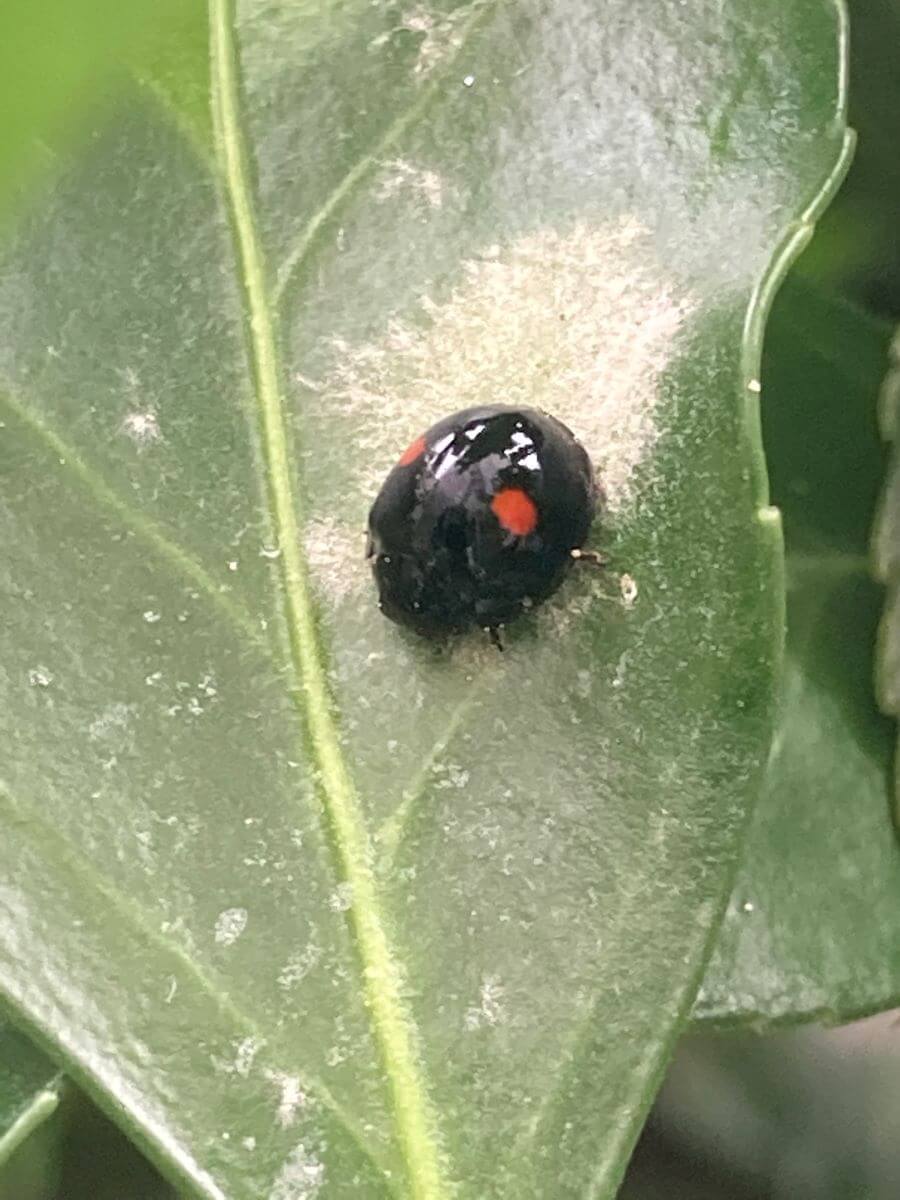 Black Ladybugs: Types, Pictures, Spiritual Meaning, and Bite