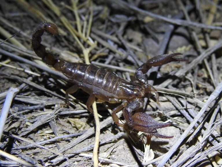 27 Types of Scorpions (Pictures and Identification)