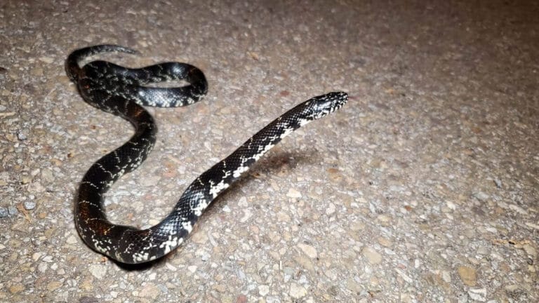 15 Black and White Snakes with Pictures
