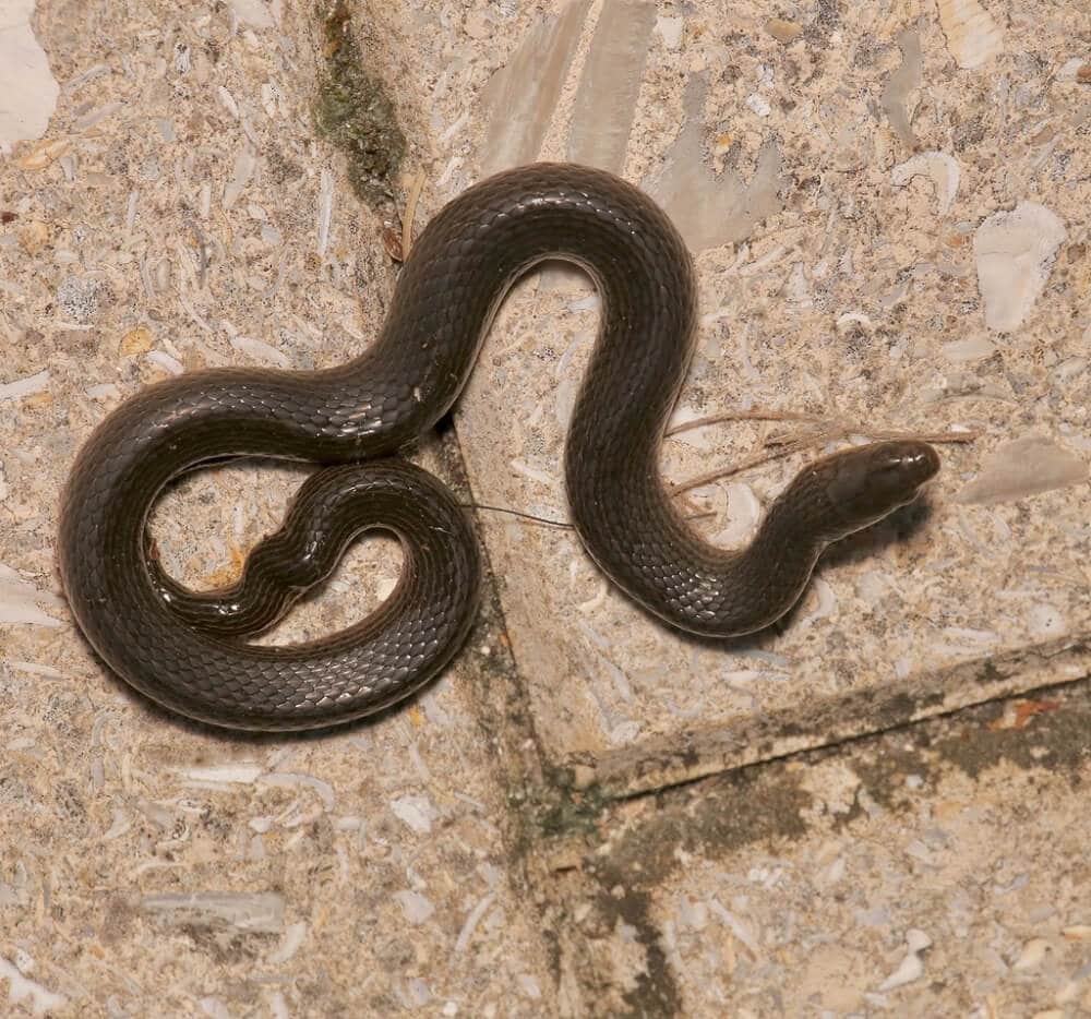 52 Snakes in Florida (Pictures And Identification)