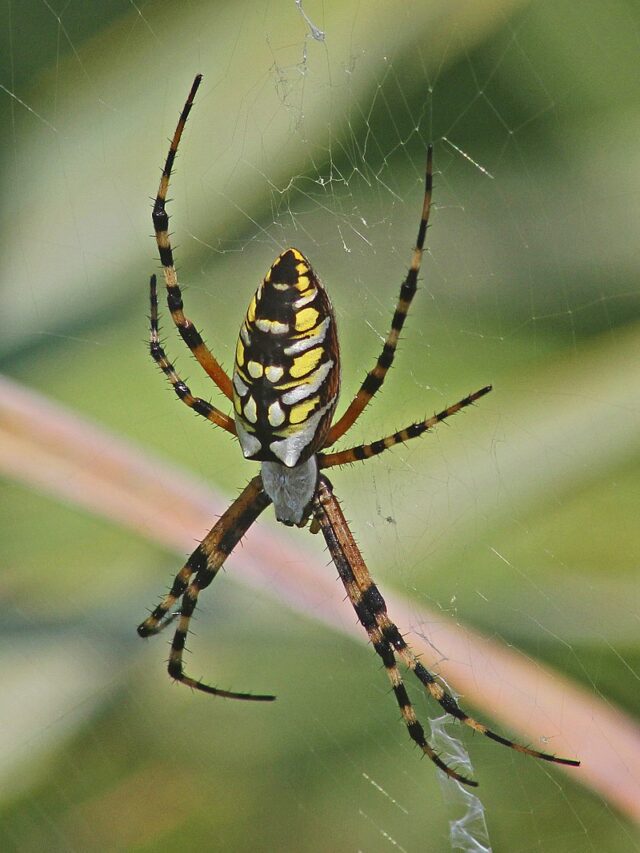 44 Common Michigan Spiders (Venomous and Nonvenomous) - ThePetEnthusiast
