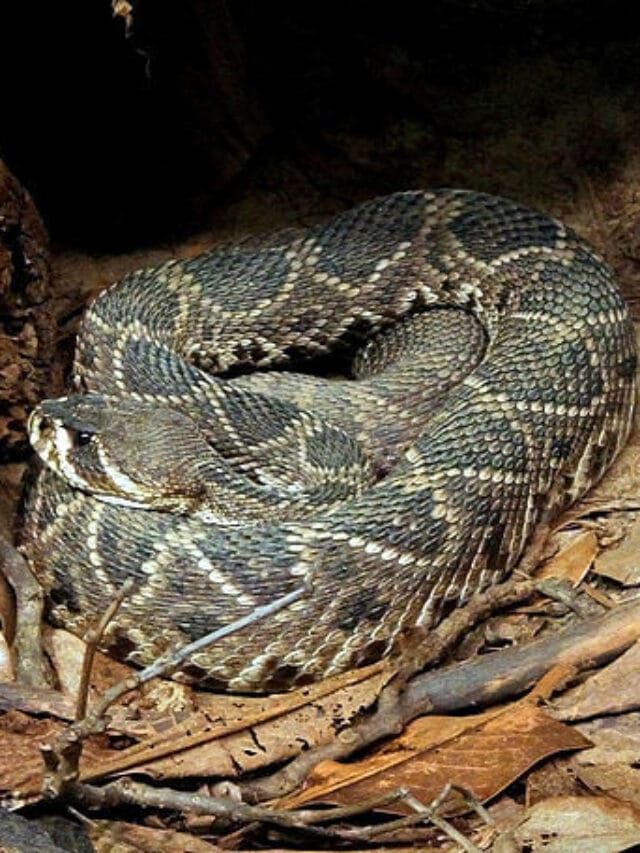 38 Snakes of North Carolina (Venomous and Nonvenomous) - ThePetEnthusiast