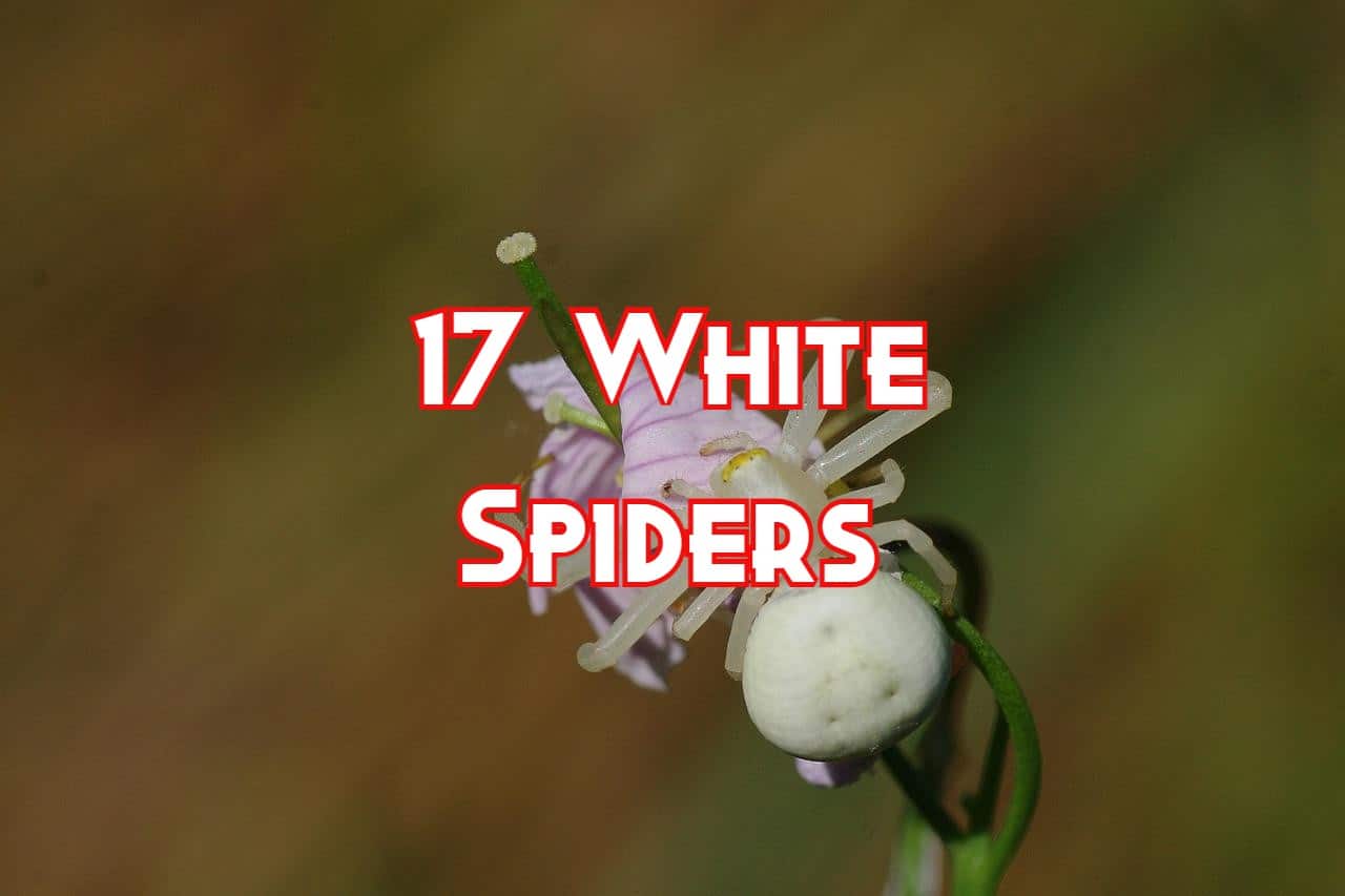 17 White Spiders With Pictures (Only #4 Is Mildly Poisonous)