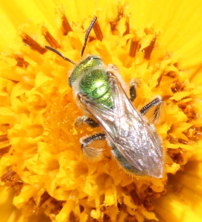 18 Types of Green Bees (Pictures and Identification Guide)