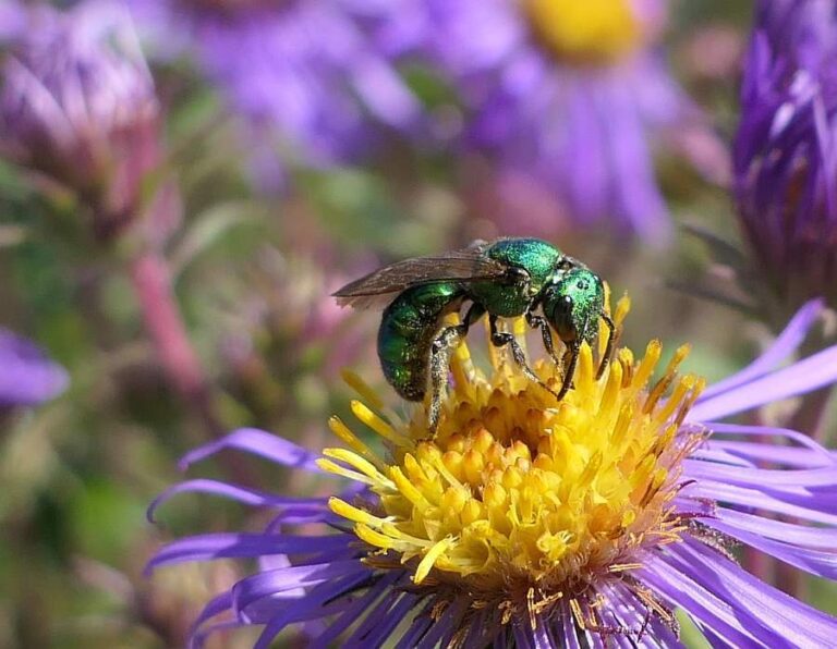 18 Types of Green Bees (Pictures and Identification Guide)