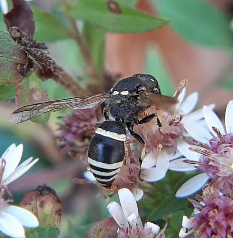 14 Black and White Wasps (Pictures and Identification)