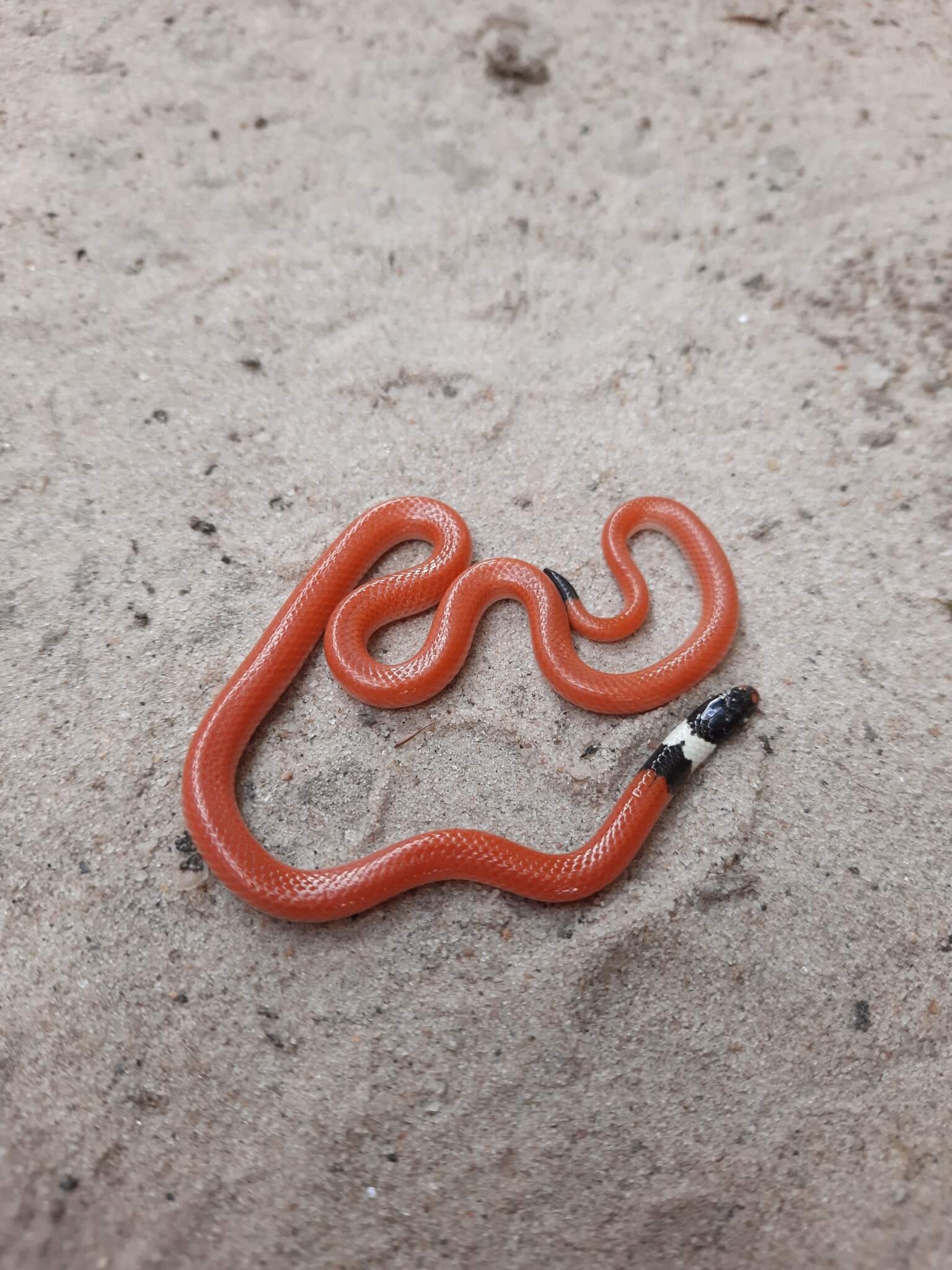 29 Vivid Red Snakes in The World (with Pictures)