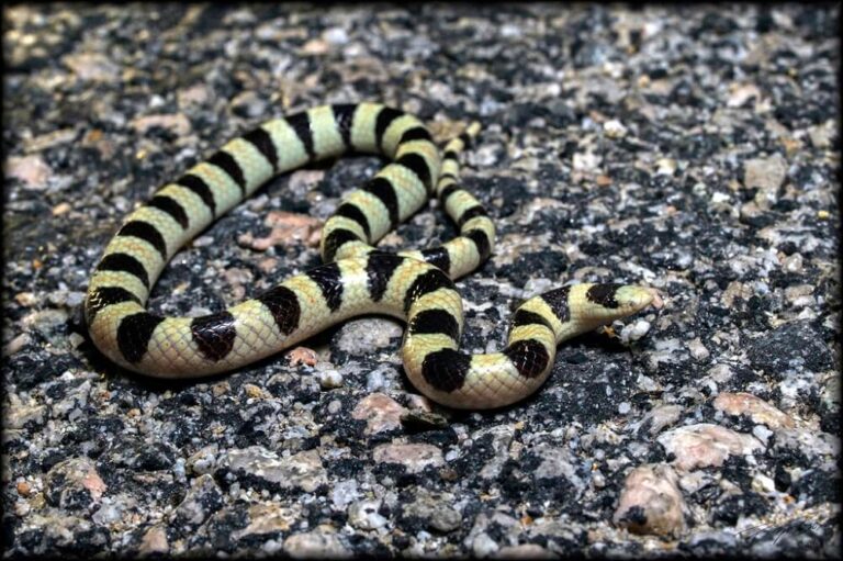 32 Black And Yellow Snakes You May Encounter (with Pictures)