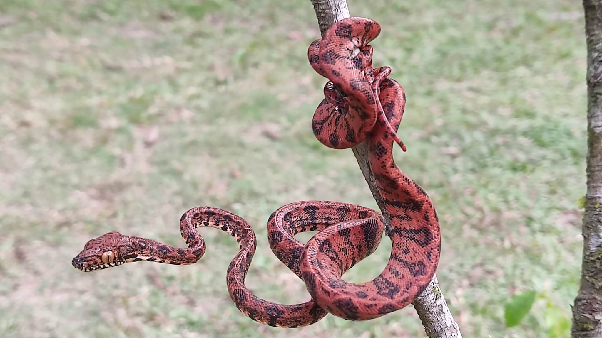 29 Vivid Red Snakes in The World (with Pictures)