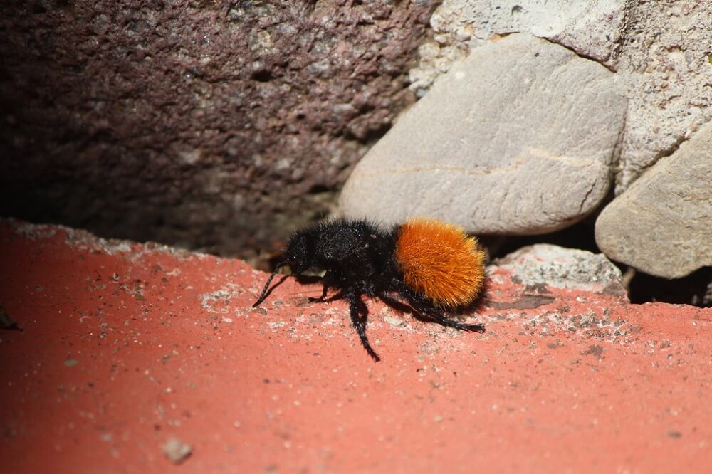 19 Black and Red Ants (Pictures and Identification Guide)