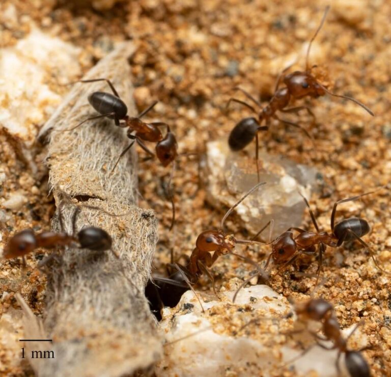 19 Black and Red Ants (Pictures and Identification Guide)
