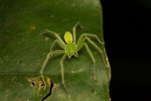 30 Common Green Spiders (Pictures And Identification Guide)