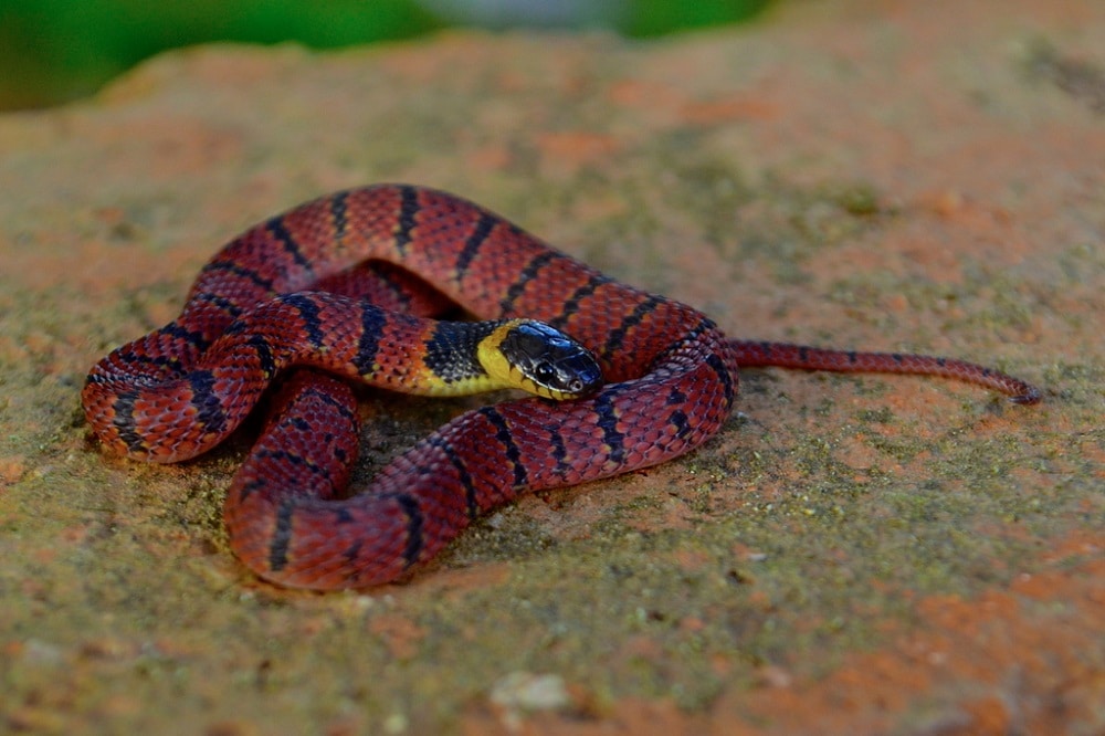 29 Vivid Red Snakes in The World (with Pictures)
