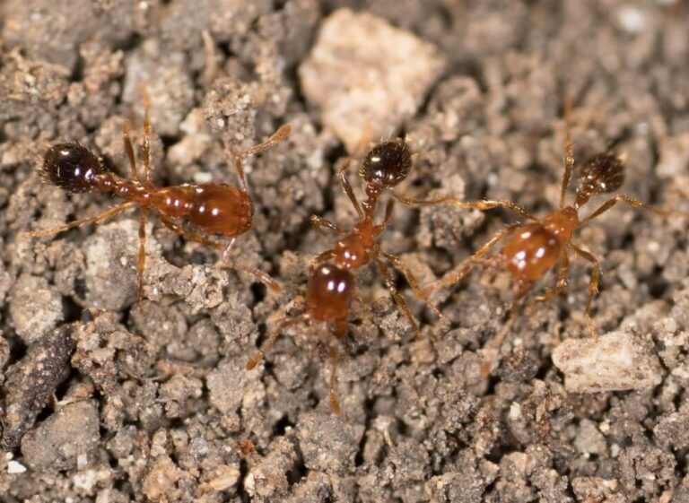 19 Black and Red Ants (Pictures and Identification Guide)