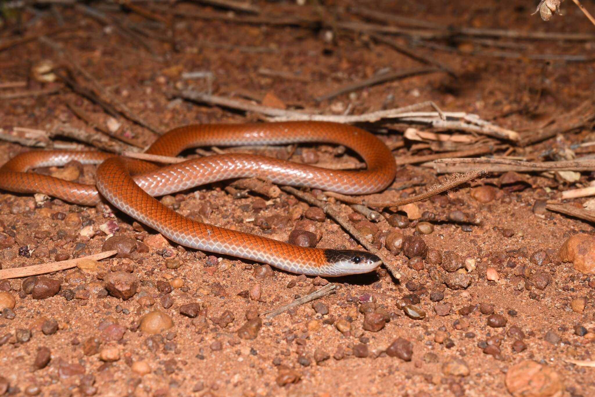 29 Vivid Red Snakes in The World (with Pictures)