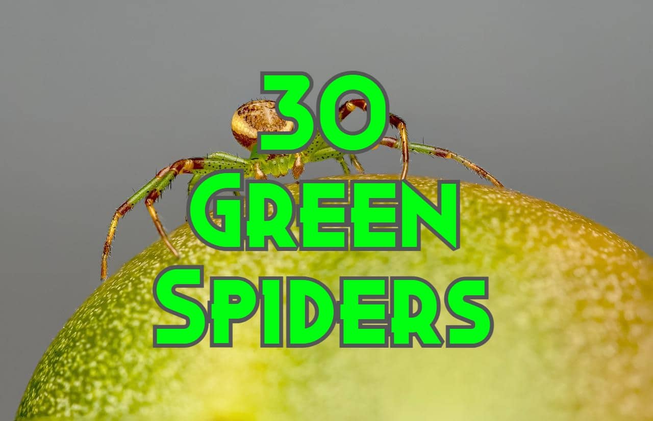 30 Common Green Spiders (Pictures And Identification)