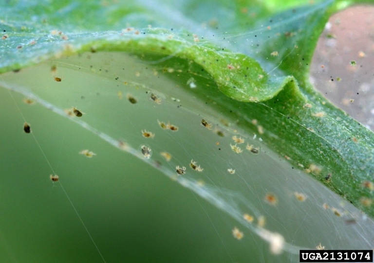 9 Early Signs of Spider Mites (and How to Get Rid of Them)