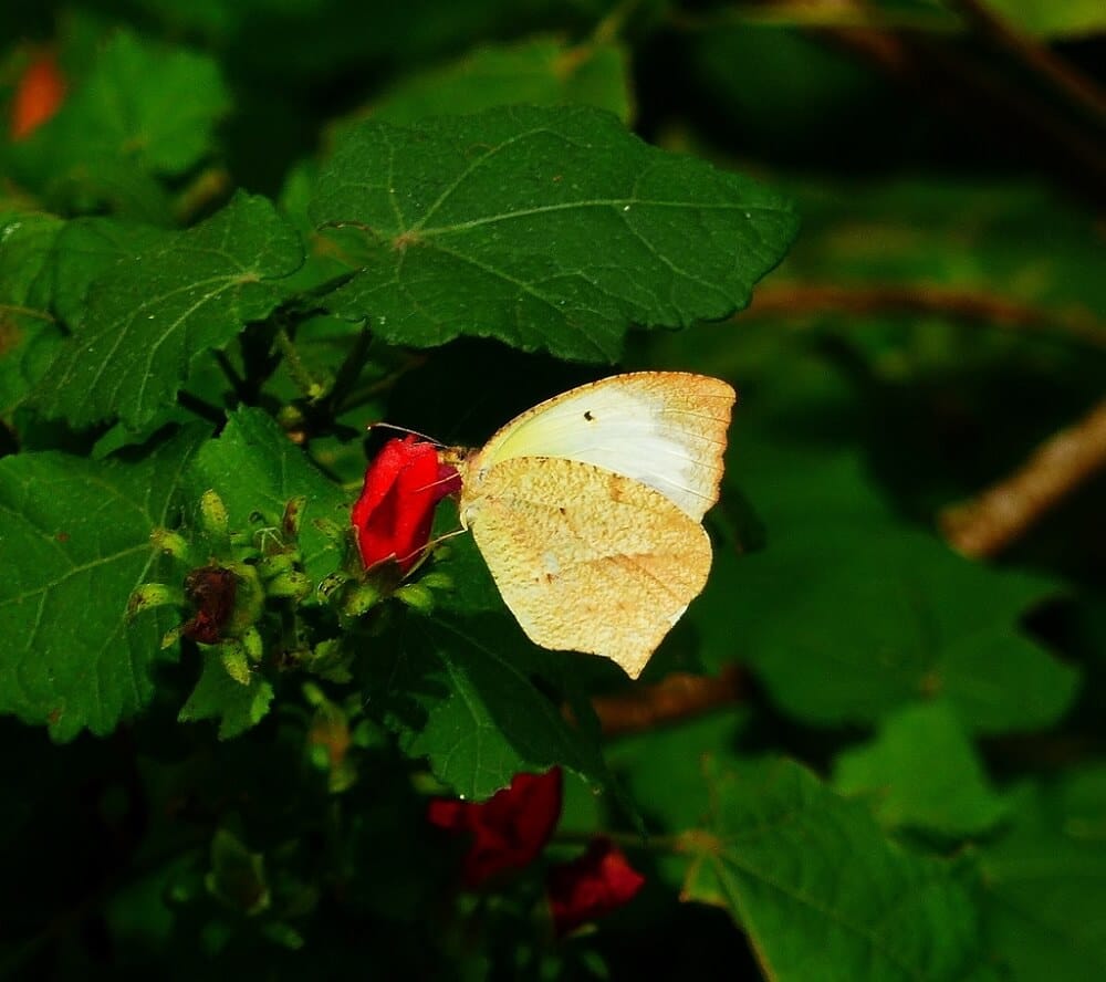 28 Yellow Butterflies in The United States (with Pictures)