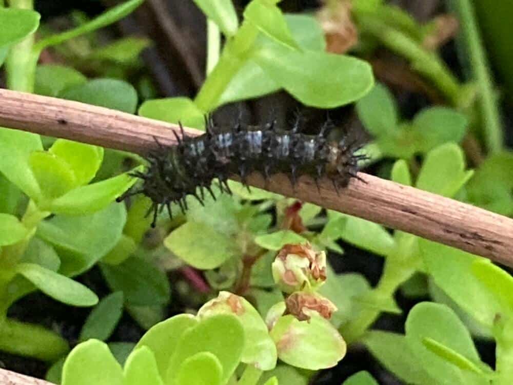 37 Caterpillars With Spikes (Pictures and Identification)