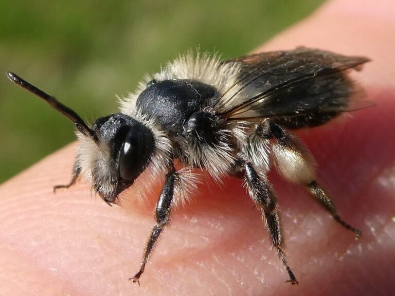34 Types of Black Bees (Pictures And Identification Guide)