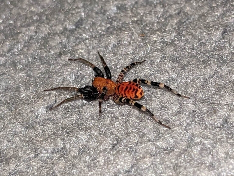 35 Spiders With Striped Legs (Pictures And Identification Guide)