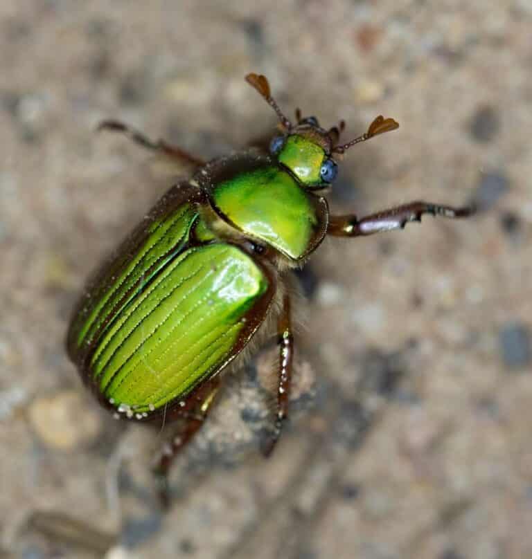 46 Types of Green Shiny Beetles (Pictures And Identification)
