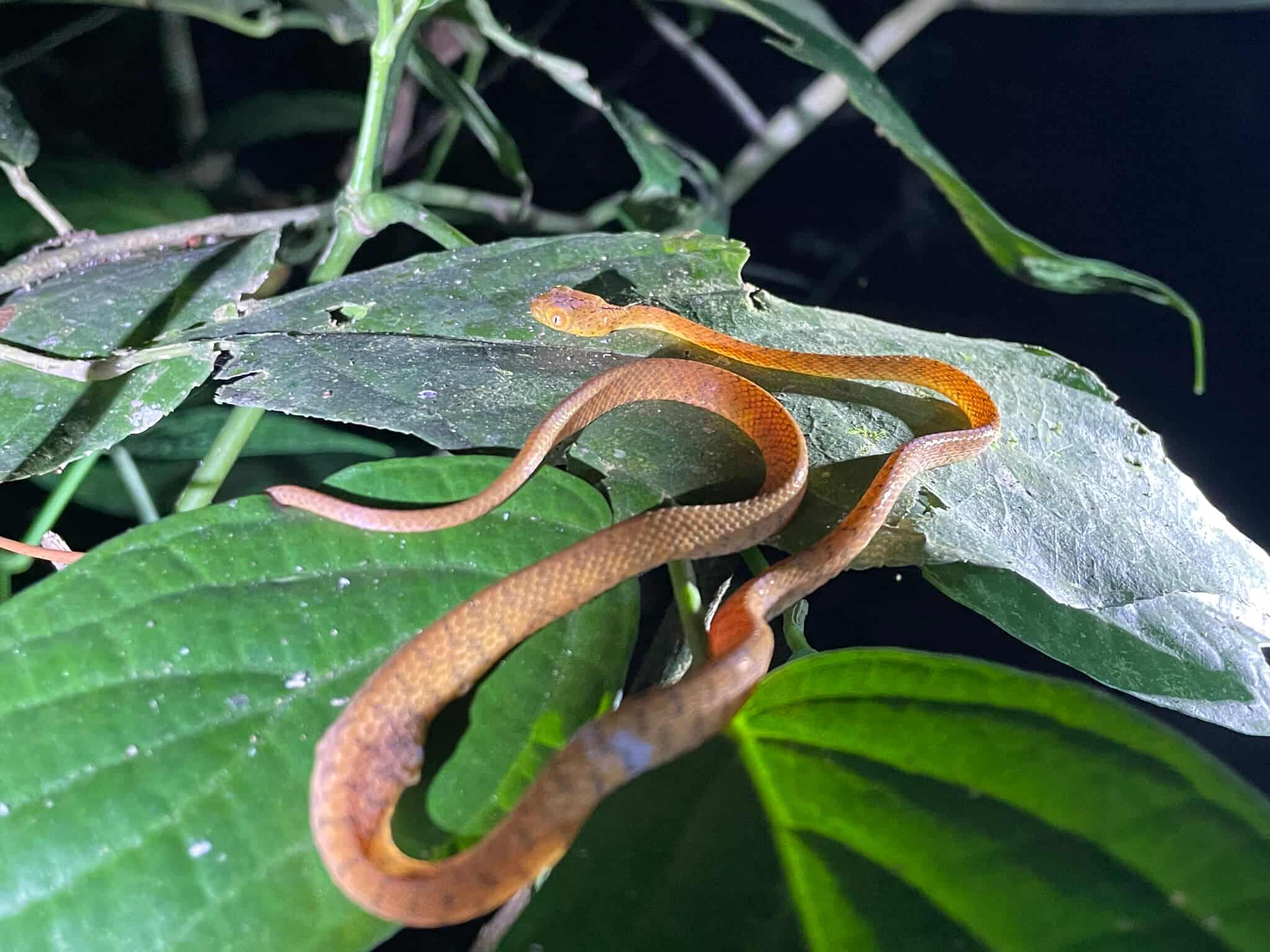 22 Beautiful Yellow Snakes (with Pictures)
