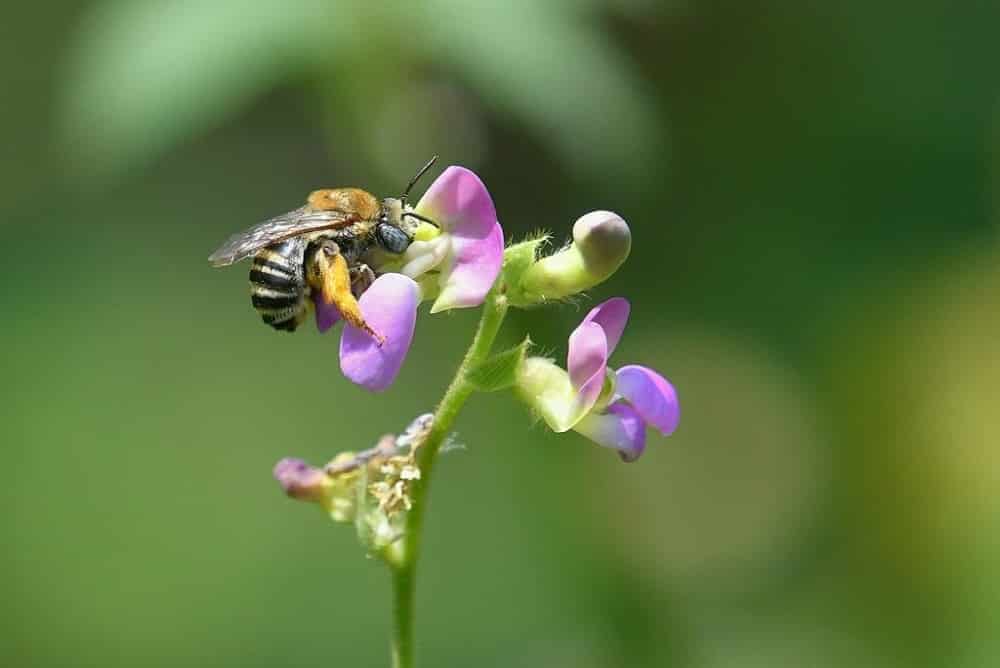 26 Black and White Bees (Pictures And Identification)