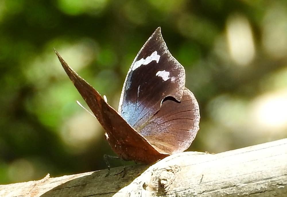 30 Black and Blue Butterflies (Pictures and Identification)