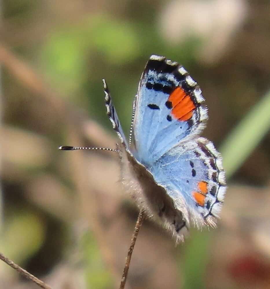 55 Amazing Blue Butterflies (Pictures and Identification Guide)