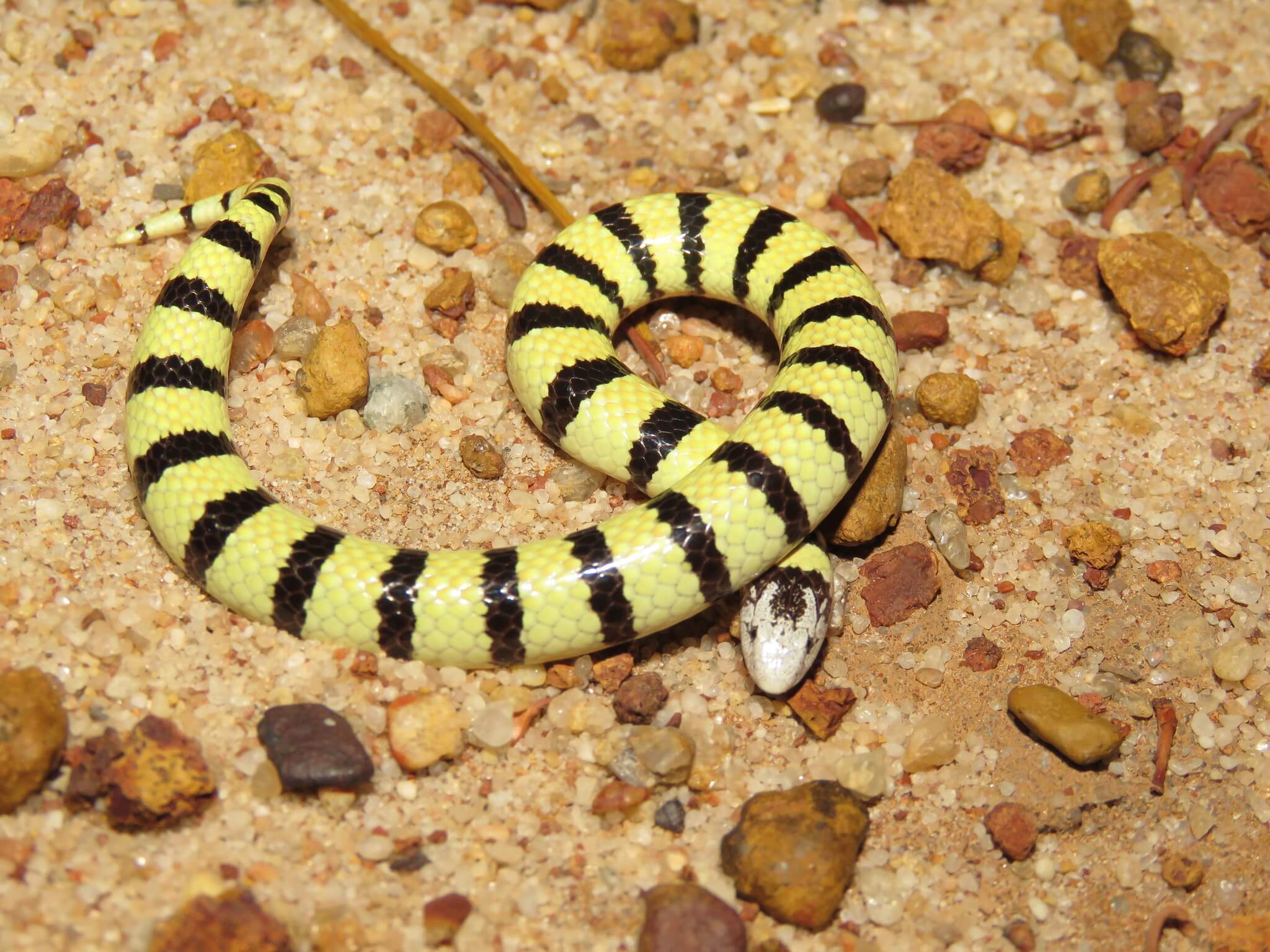 22 Beautiful Yellow Snakes (with Pictures)