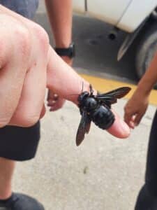 34 Types of Black Bees (Pictures And Identification Guide)